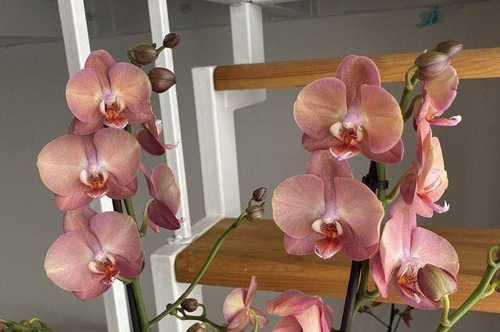 Орхидея фаленопсис Пепел Розы