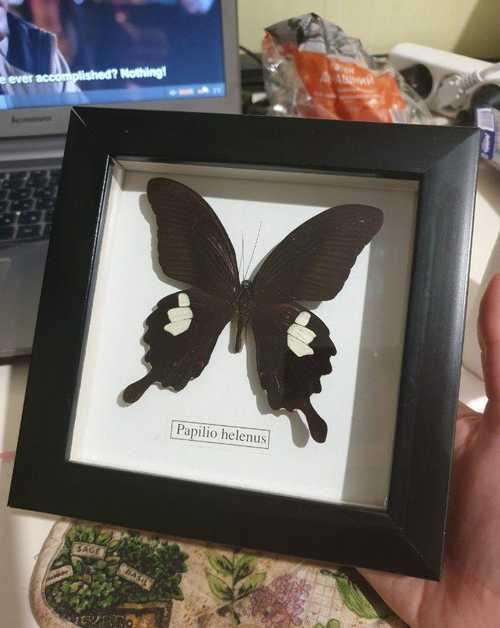Бабочка Papilio Helenus под стеклом