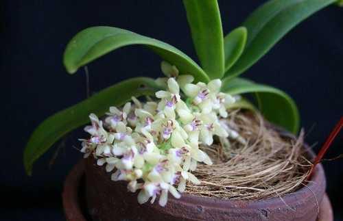Tuberolabium kotoense, Sedirea japonica орхидеи