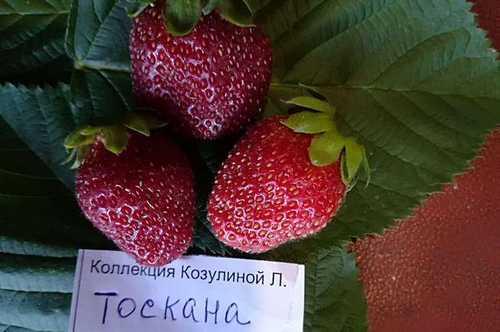 Семена клубники Тоскана