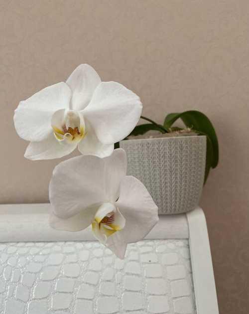 Орхидея Phal. Sogo Yukidian