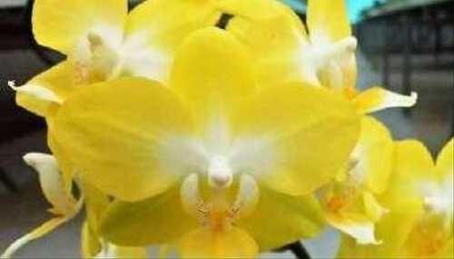Орхидея фаленопсис I Hsin Beaming Sun
