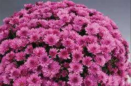 Хризантема шаровидная мультифлора