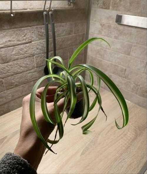 Растения бесплатно