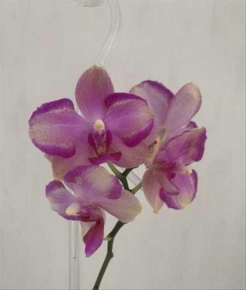 Орхидея Taisuko Jasper