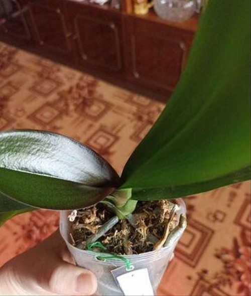 Орхидея фаленопсис mix