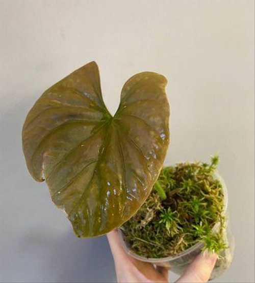 Anthurium debile