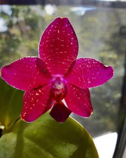 Орхидея Phal. Mituo Sun Phal. Glosbeak venosa "Pet