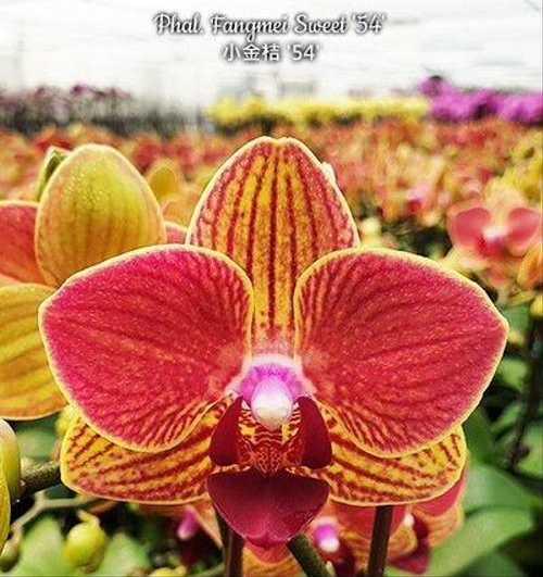 Орхидея Phal. Fangmei Sweet '54' в наличии