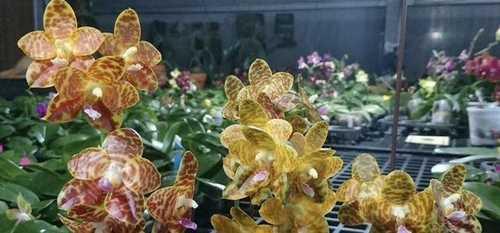 Орхидея фаленопсис (gigantea * Mituo Coral Mambono