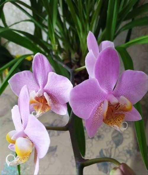 Орхидея фаленопсис, цимбидиум