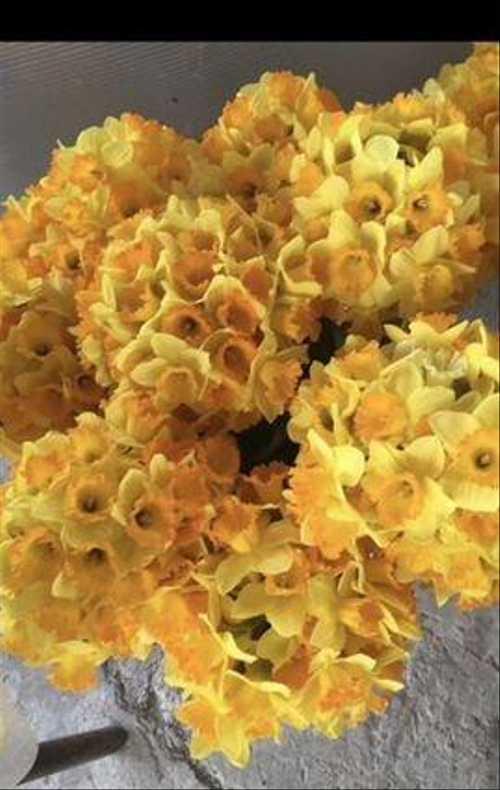 Нарцисс цветы Абхазия Сочи