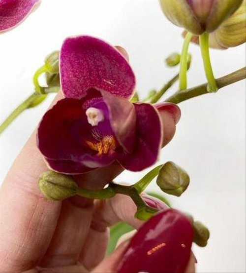 Орхидея фаленопсис Мультифлора Пелор