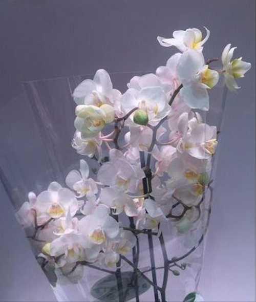 Орхидея фаленопсис Белая жикая форма