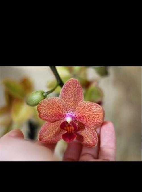 Сортовые орхидеи 960197 не цветут