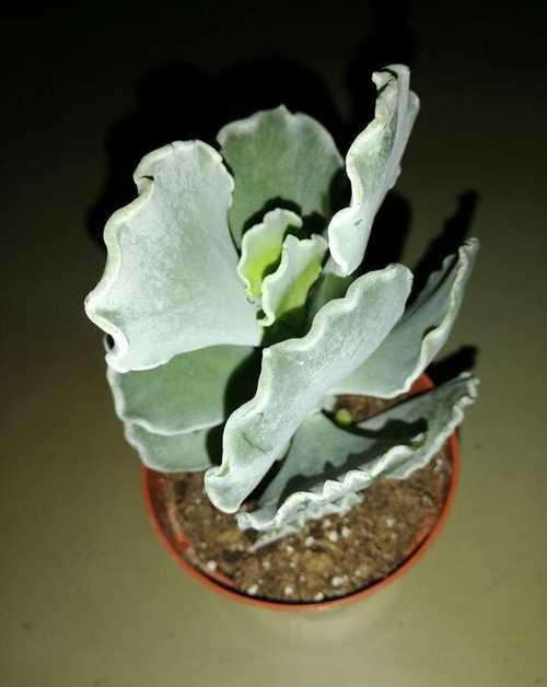 Котиледон волнистый (Cotyledon undulata)