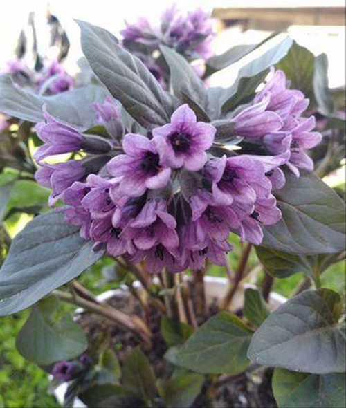 Пузырница физалисовая