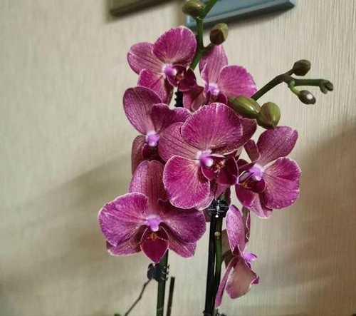 Орхидея Пират пикоти