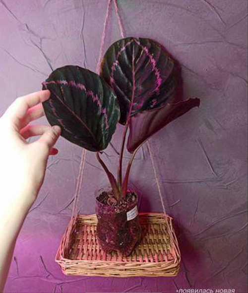 Калатея Розеопикта Дотти/Calathea Roseopicta Dotti