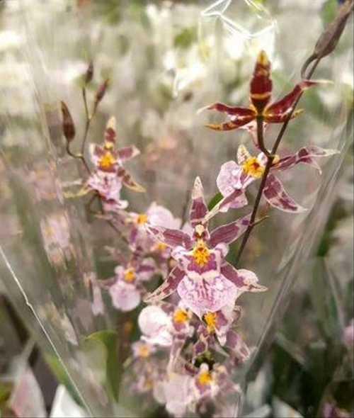 Орхидея ароматная Онцидиум Звезда сиреневая цветет