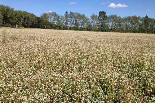 Гречиха на семена,вика яровая,овес