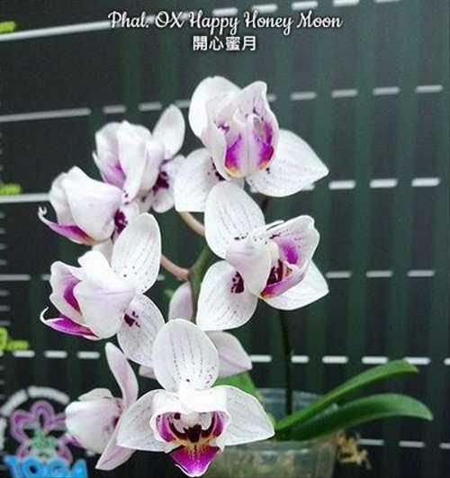 Орхидея Phal. OX Happy Honey Moon