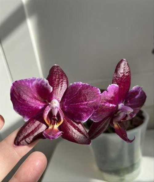 Орхидея скрещенные гибриды Sogo Relex x Hsinying L