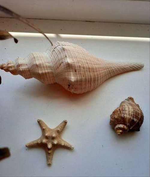 Морские ракушки раковины, морская звезда