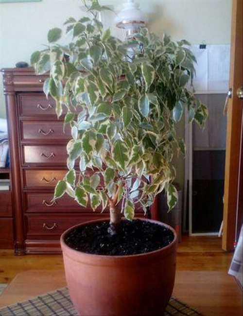 Фикус Бенджамина variegata