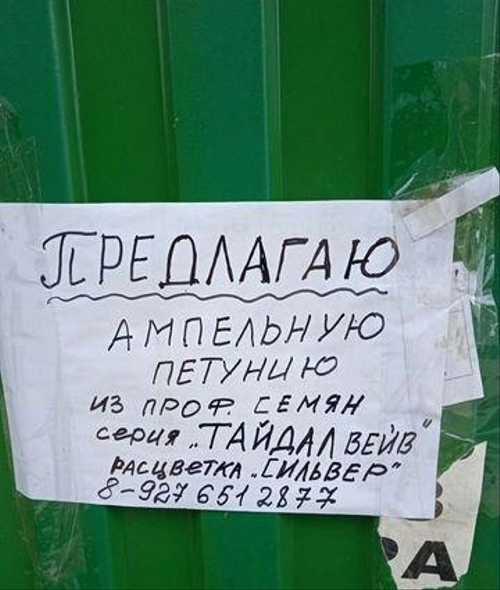 Продаю ампельную петунию из профсемян