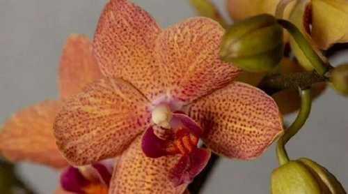 Орхидея Сансет Лав