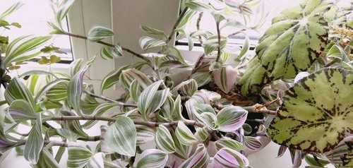 Традесканция albiflora (белоцветковая )