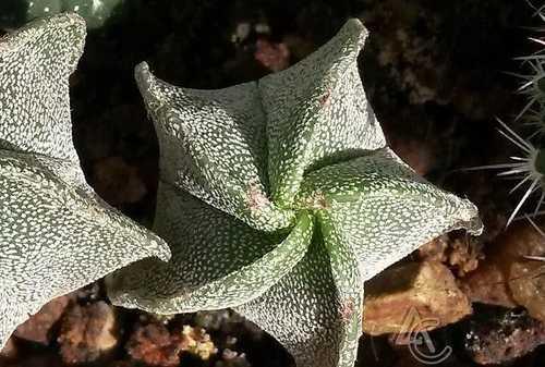 Кактус Astrophytum myriostigma v. strongylogonum