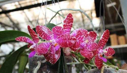 Орхидея фаленопсис Людеманиана
