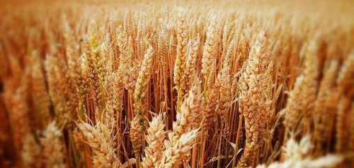 Семена пшеница яровая Воронежская 18 эс