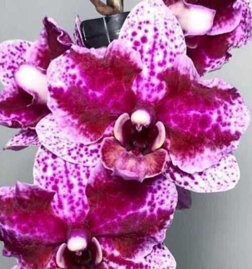 Орхидея фаленопсис "Пульчерима" детка