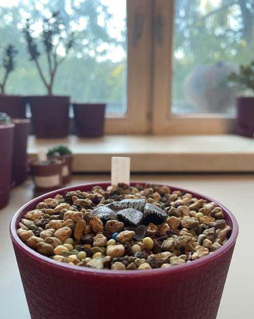 Haworthia picta 'Hakujin's White Silver'