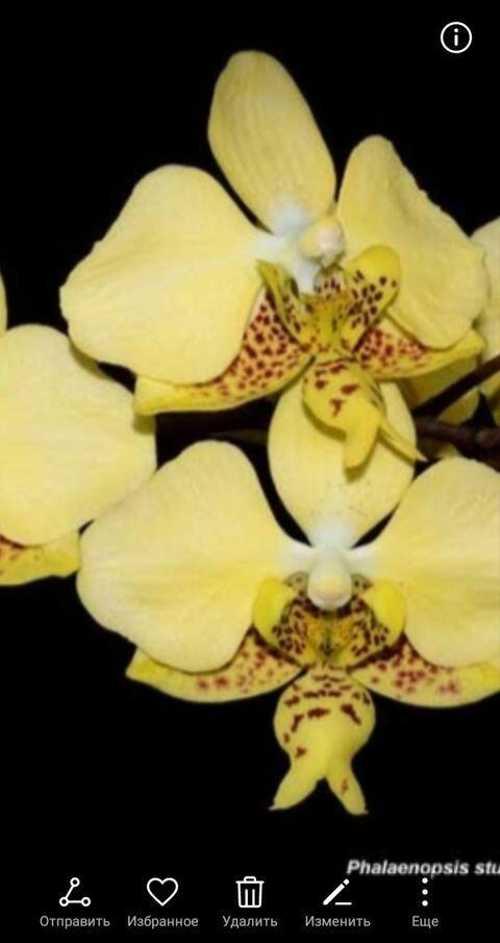 Орхидея фаленопсис "Стюартиана"