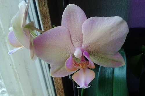 Phalaenopsis hybr - - Страница 47 - Некоммерческая ассоциация любителей орхидей