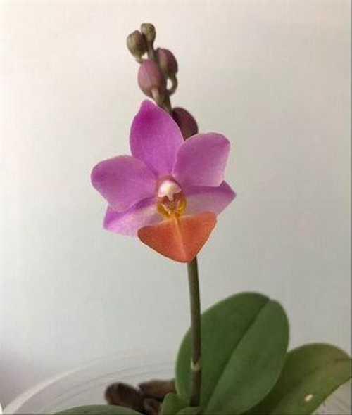 Орхидея фаленопсис Liu's Triprince Pink