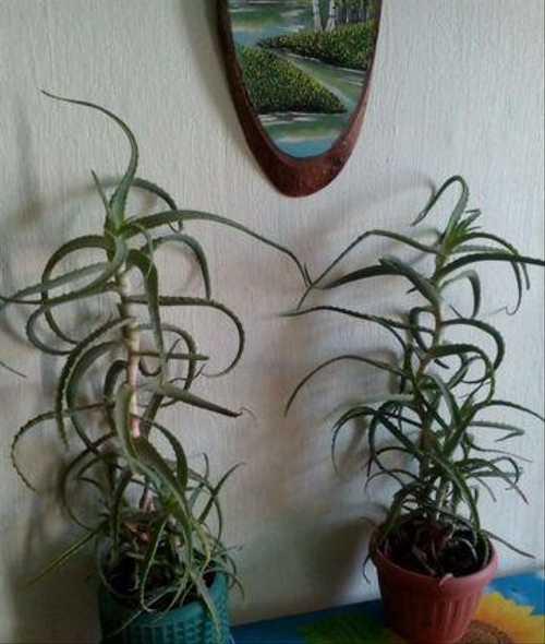 Продам Алоэ