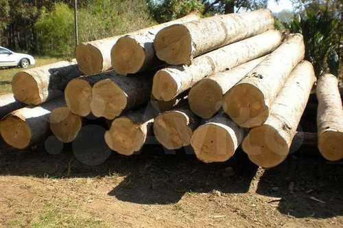 Саженцы павловнии войлочной, paulownia tomentosa