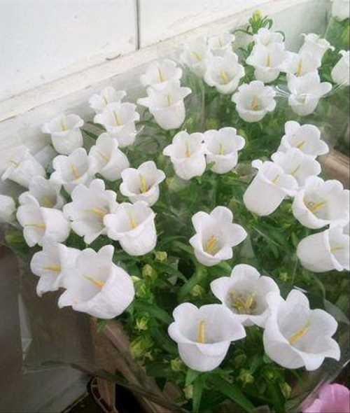 Кампанула белая букет