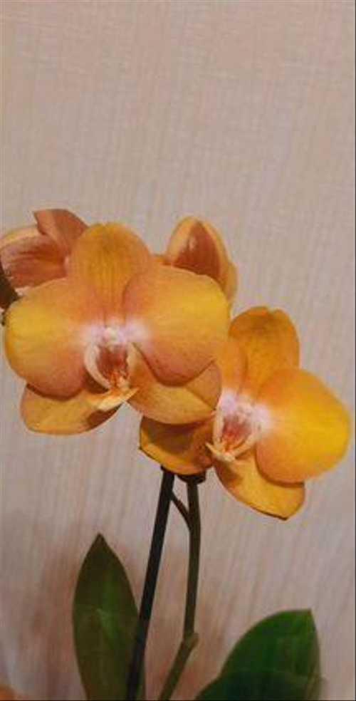 Орхидея фаленопсис Лас Вегас