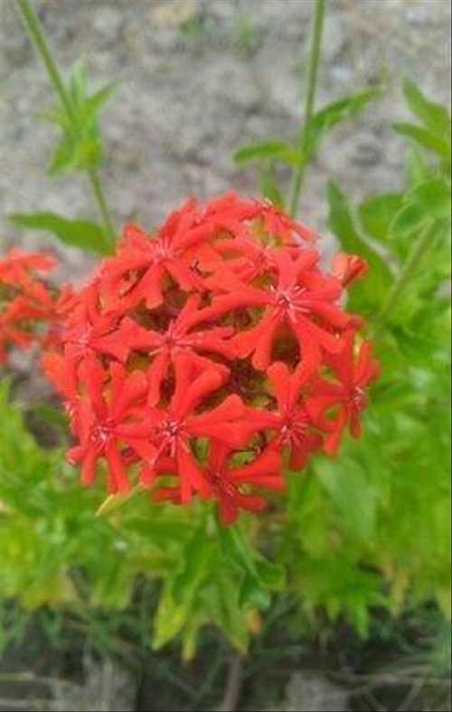 Многолетние цветы Лихнес