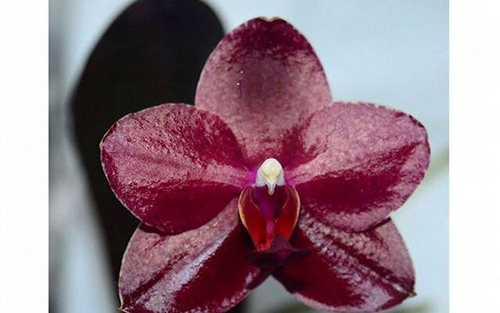 Орхидея взрослая Phal. salu's фрагранс в наличии