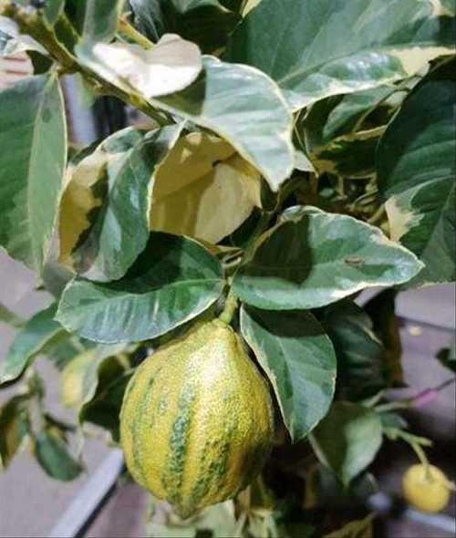 Вариегатный лимон Сангвинеум