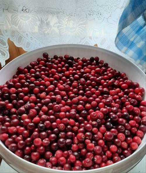 Продам клюкву