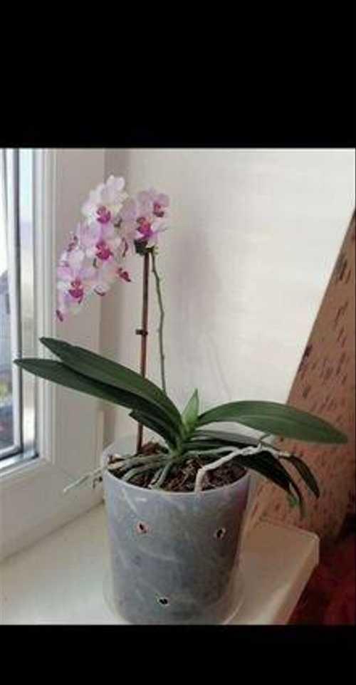 Орхидея фаленопсис Льюис берри