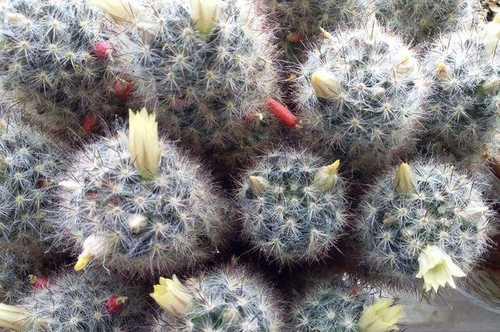 Кактус в горшке mammillaria prolifera